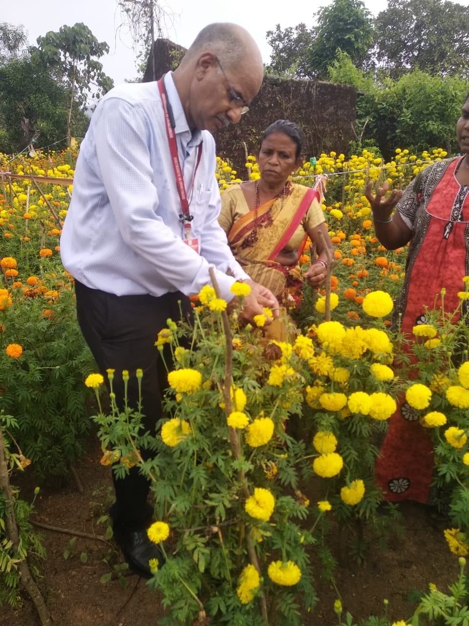 Marigold cultivation has bloomed into a remarkable success story in # ...
